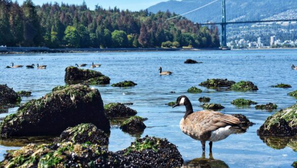 Vancouver Boat Tours: Revealing the 5 Top Boat Cruises in Vancouver ...