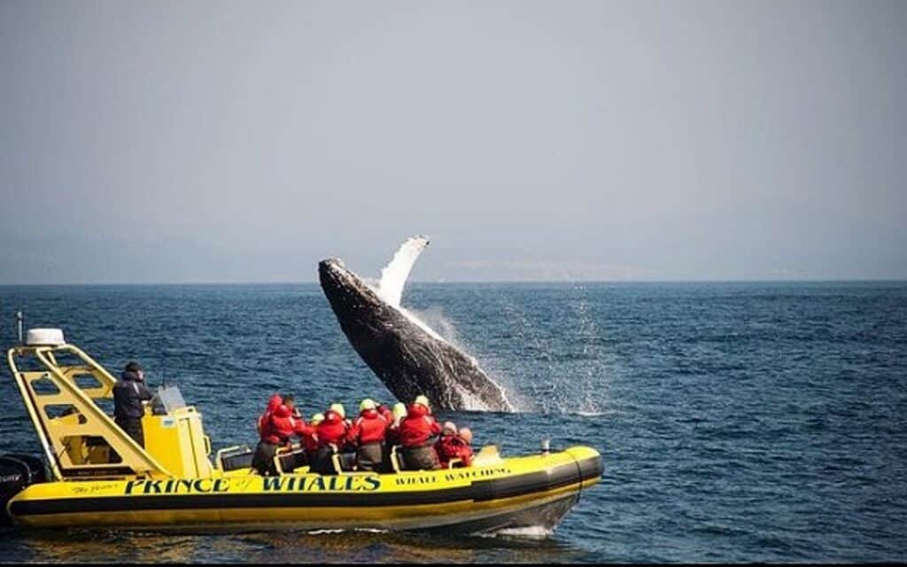 Best Whale Watching Tours in Victoria BC in 2024 - Vancouver Planner