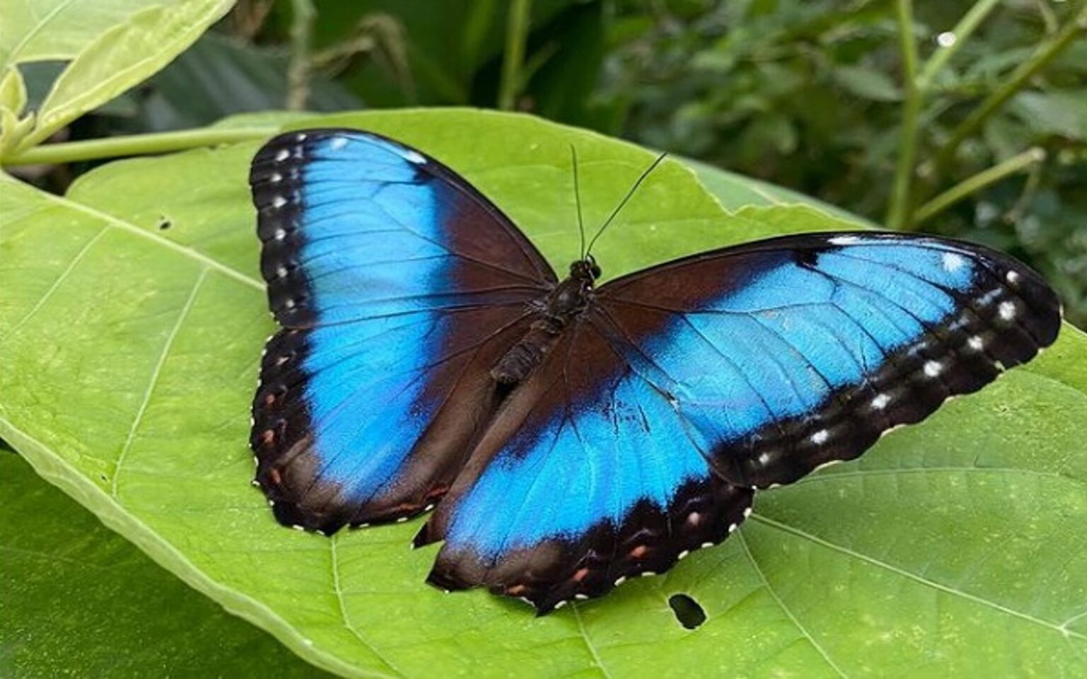 Victoria Butterfly Gardens: Visit Tips, Tickets + Cool Photos ...