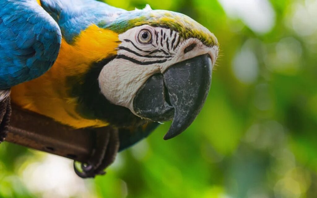 Victoria Butterfly Gardens: Visit Tips, Tickets + Cool Photos ...