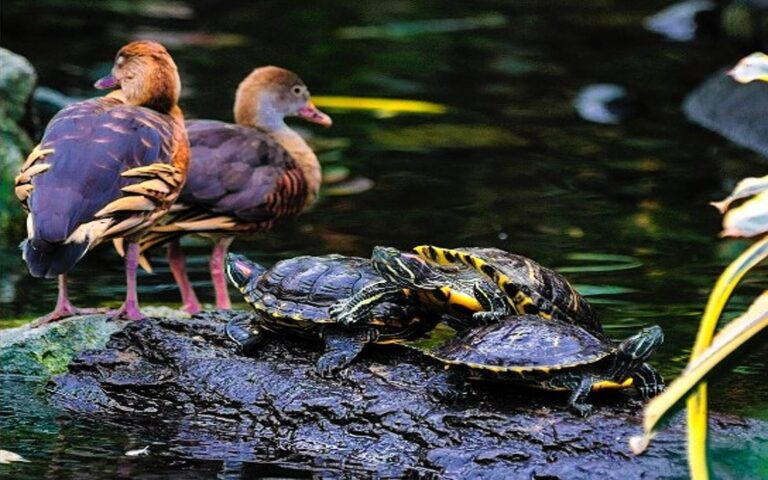 Victoria Butterfly Gardens: Visit Tips, Tickets + Cool Photos ...