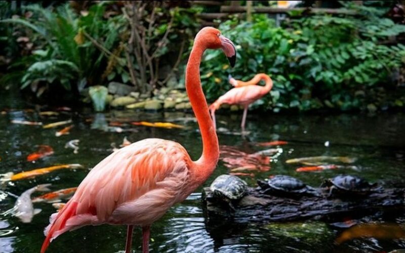 Victoria Butterfly Gardens: Visit Tips, Tickets + Cool Photos ...