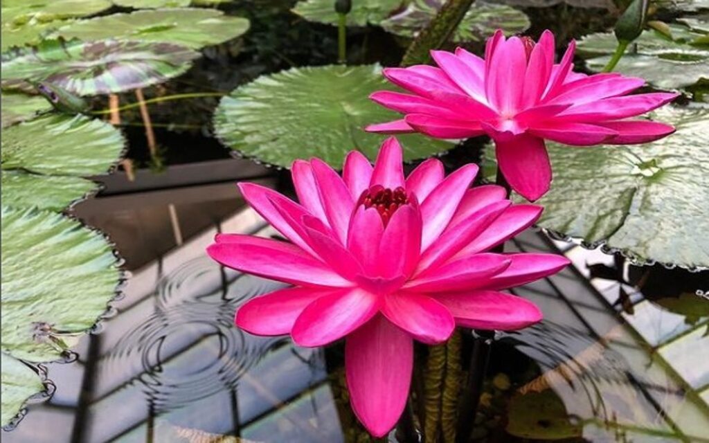 Victoria Butterfly Gardens: Visit Tips, Tickets + Cool Photos ...