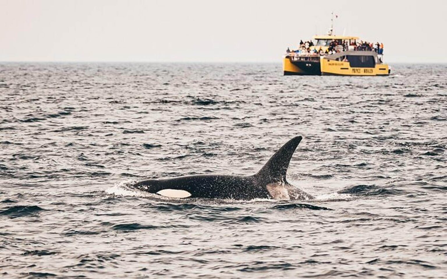 Best Vancouver Boat Tours: Sightseeing Boat Cruises in Vancouver