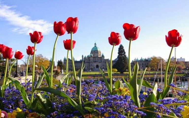 5 Best Day Tours from Vancouver to Victoria BC (2025)