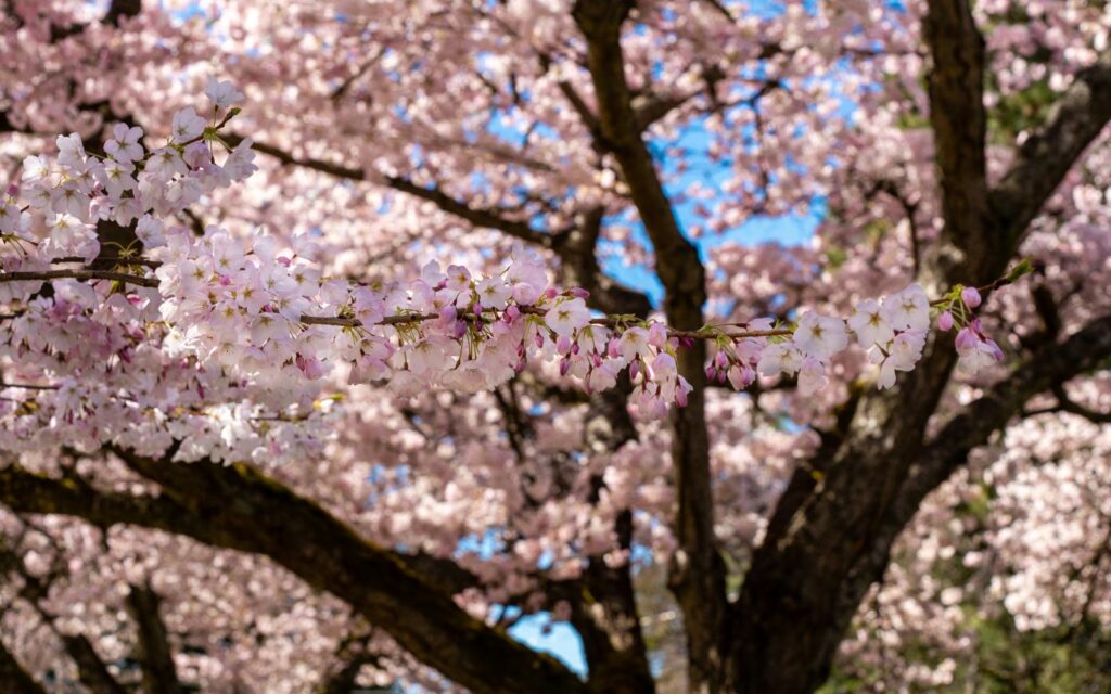 Visiting Vancouver in March: Events, Festivals & Things to Do ...