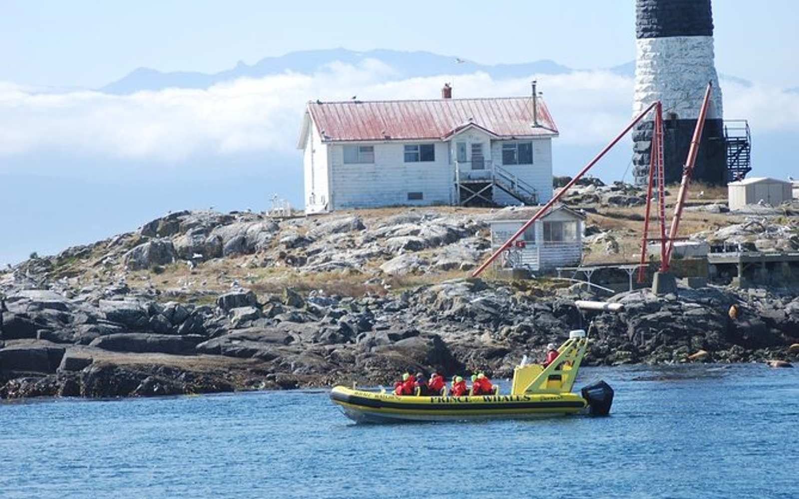 The Best Whale Watching Tours in Victoria BC in 2026 - Vancouver Planner