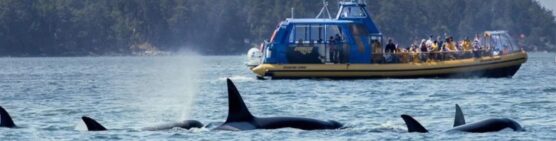 Ferry from Seattle to Vancouver: 2025 Prices + Schedule